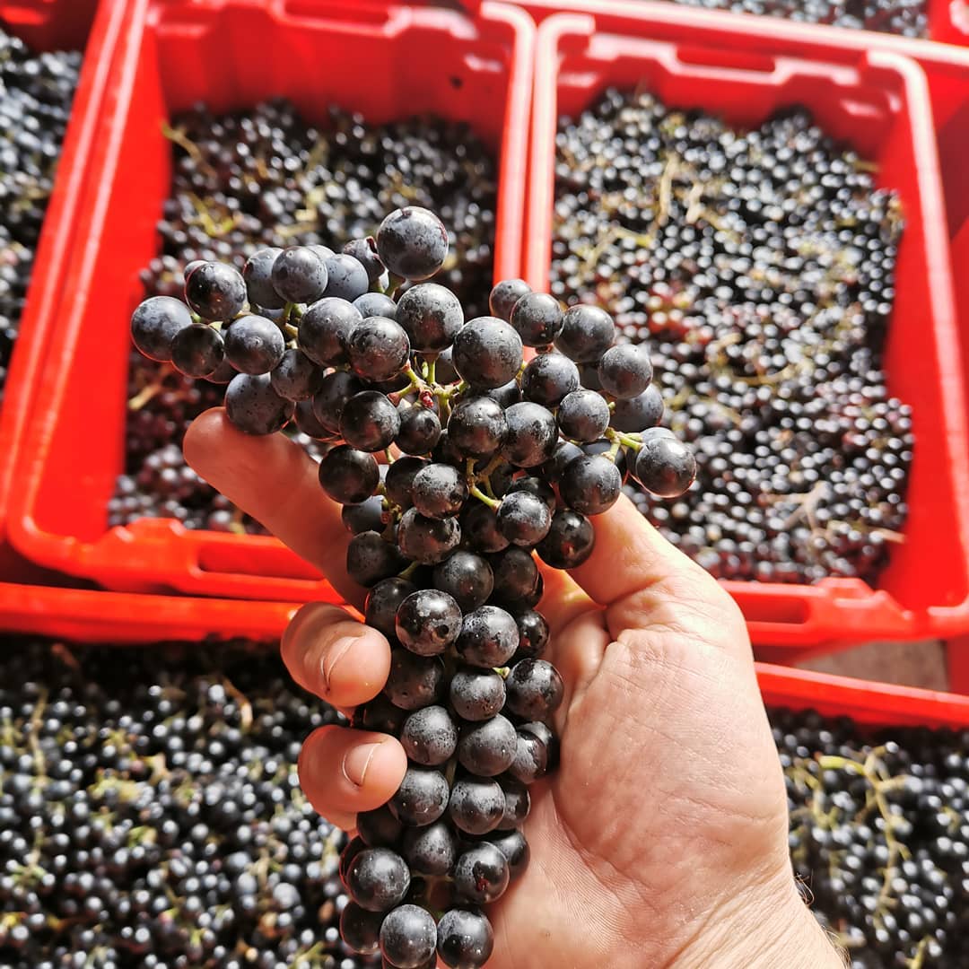 An Introduction To The Slovakian Natural Wine Scene